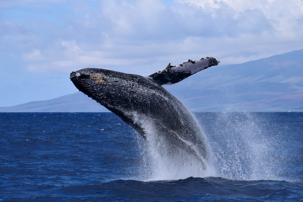 Most Popular Hawaiian Wildlife You Might See While in Oahu
